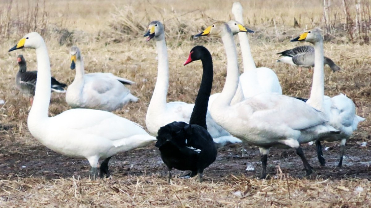 Svart svan på ovanligt besök – i Skellefteområdet: ”Jag blev lite förvånad”