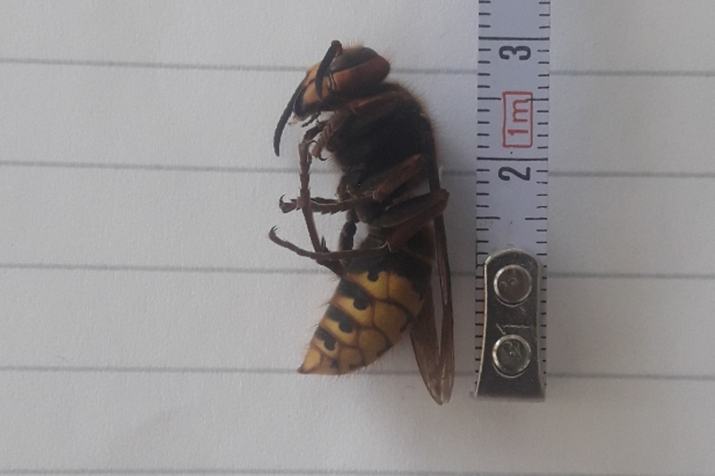 Experten: "I mina ögon är de inte jättelika"