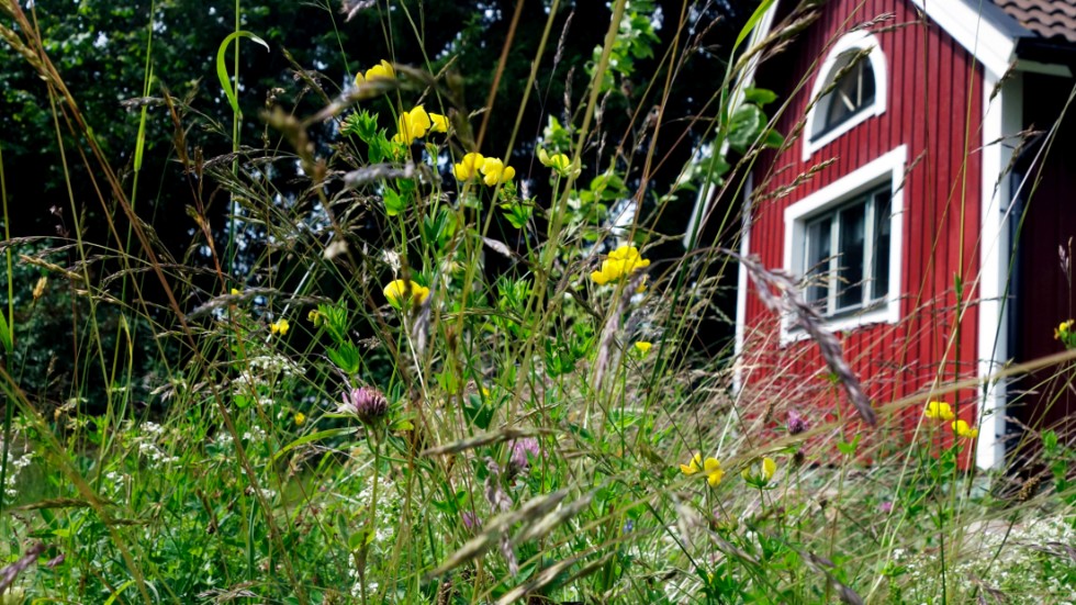 LI SKARIN: Hägg, helvetesrubriker och tacksamhet