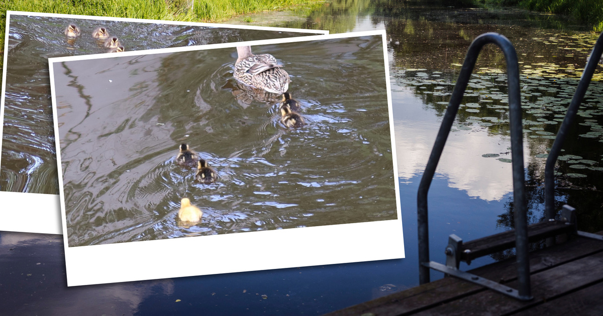 Sötchocken: Ovanlig andunge simmar genom Fyrisån