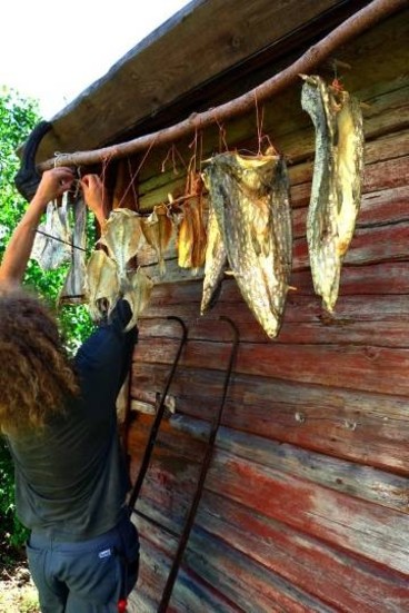 "Gravad mört är en delikatess"