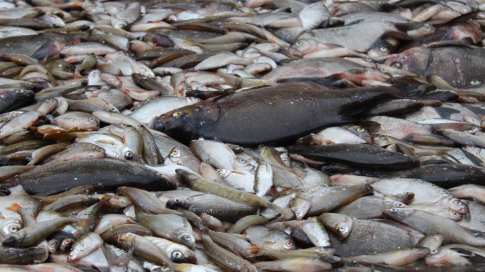 Därför tas tonvis med fisk upp ur de östgötska sjöarna