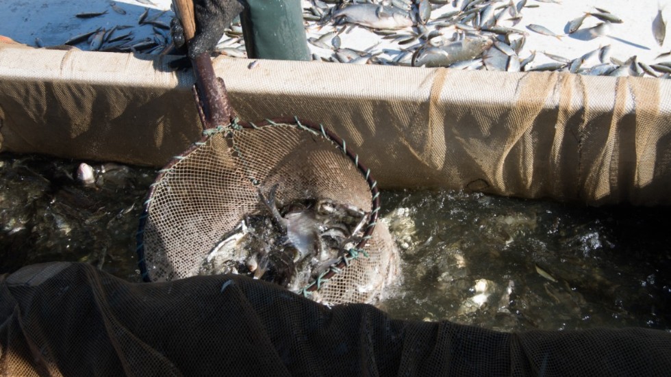 Planen: Därför ska de fiska upp 80 ton vitfisk ur sjön
