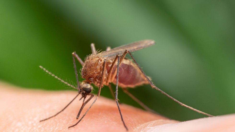 Aggressiva myggor härjar i Uppland – så länge kan plågan pågå