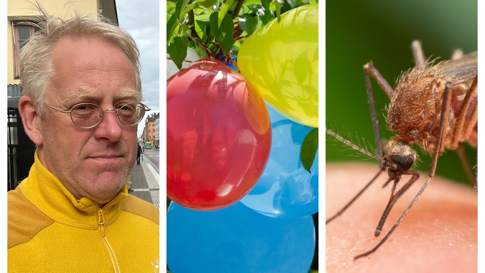 Aggressiva myggor härjar i Uppland – så länge kan plågan pågå