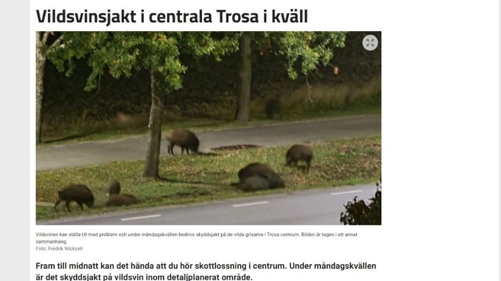 Polisen pudlar: Ingen vildsvinsjakt i centrala Trosa – missförstånd ...