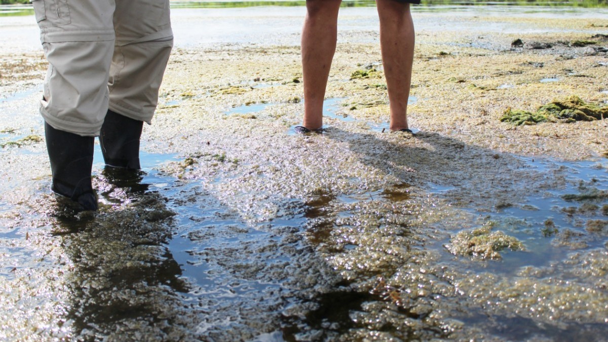 Länsstyrelsen: "Det kommer att dröja innan vi har en bra metod för att ...