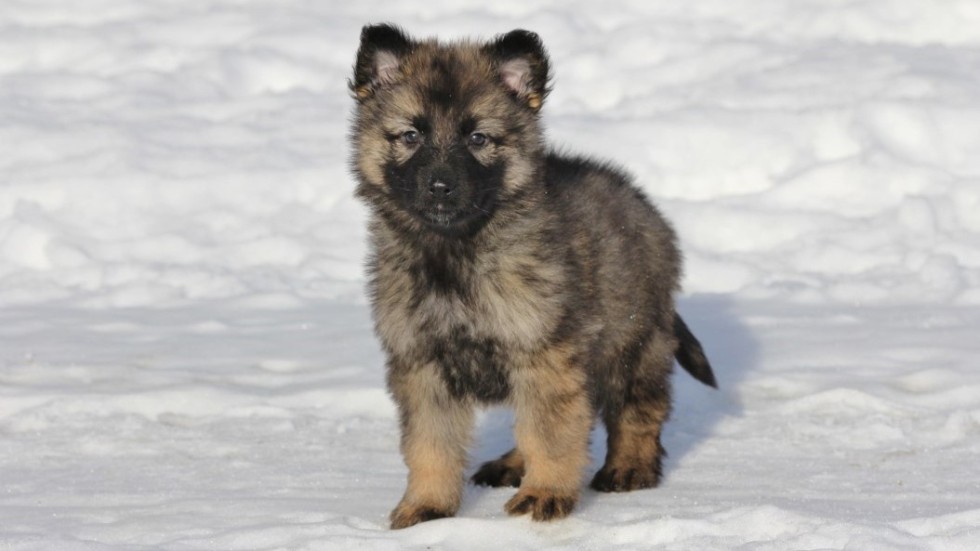 Fem schäfervalpar söker hem på Gotland • ”Du behöver inga förkunskaper ...
