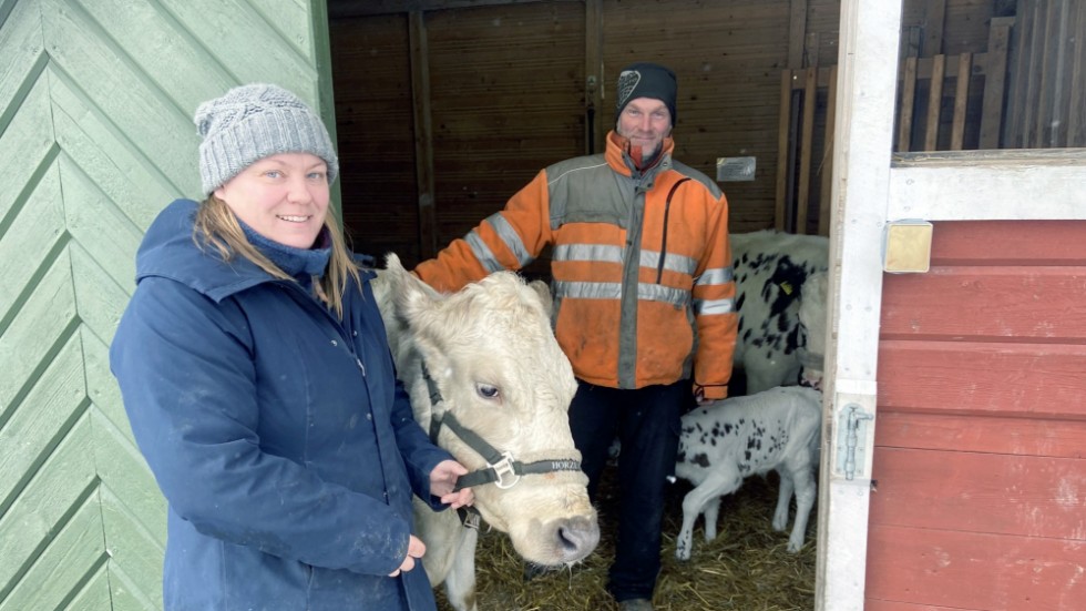 Tre kalvar av sällsynt ras födda – på samma gång "Fick mata med ...