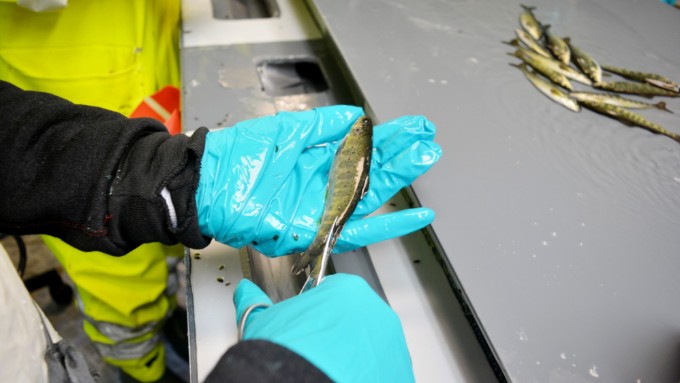 Hur går det till att klippa fettfenan på odlad fisk? De som jobbar på ...