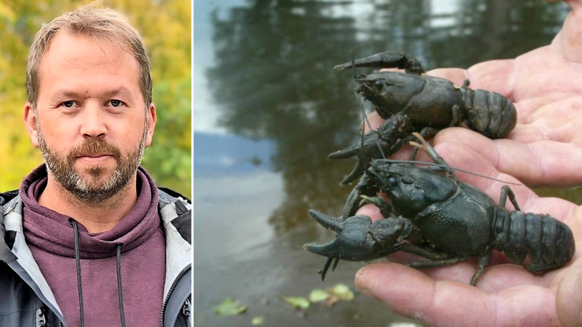 Så mycket har kampen mot kräftpesten kostat Skellefteå kommun