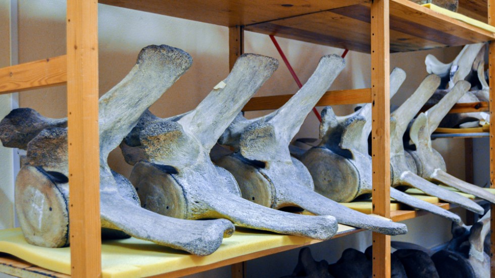 Bönderna hittade "ben från jätte" på 1840-talet – forskas om än idag ...