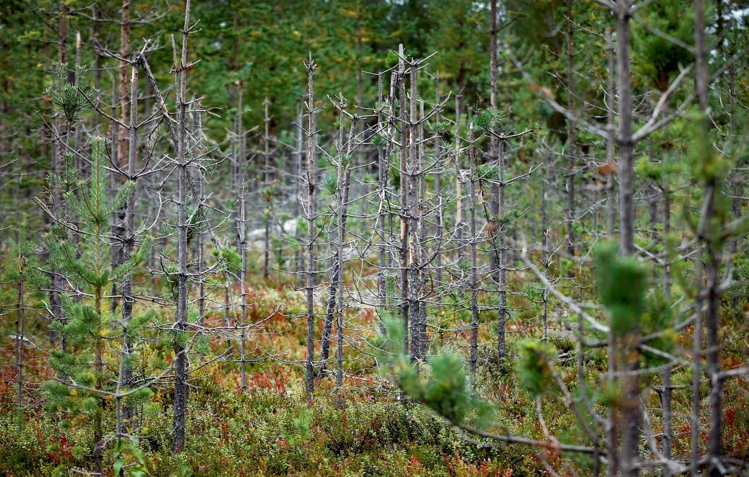 Skogsägaren: "Skyll inte på älgarna"