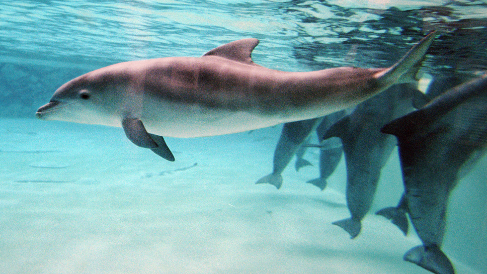 Delfin kvävd på Kolmården