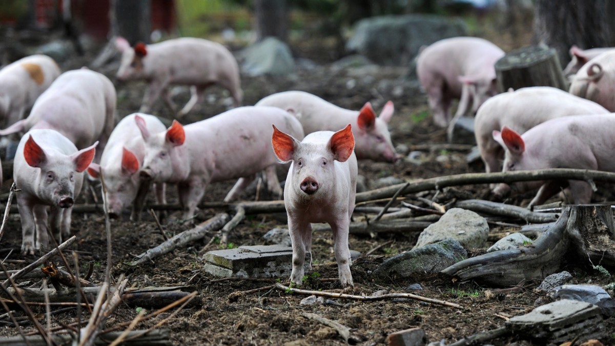 Grissläpp i Järvtjärn • Lockade 400 besökare: ”Det är så roligt att se ...