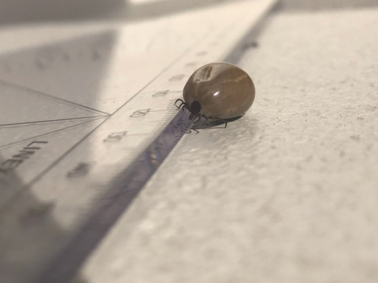 Fästingarna kryper allt längre norrut