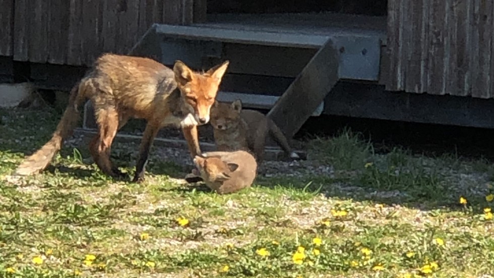 TV-klipp: Skabbräven har fått ungar – alla avlivas