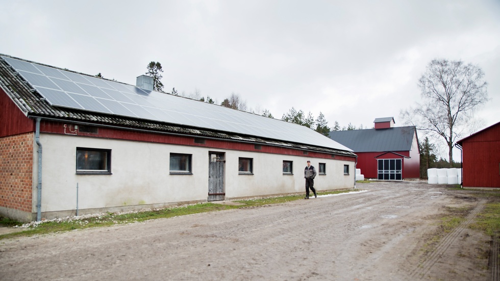 Johan tvingades avliva 1 600 höns – så gick det sen