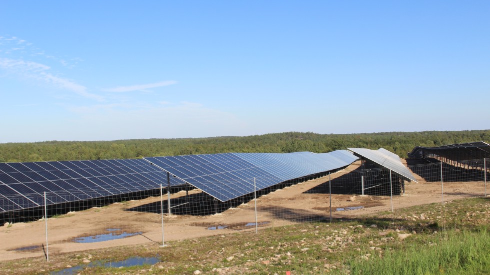 Inga fåglar har siktats – fritt fram för öns största solcellspark