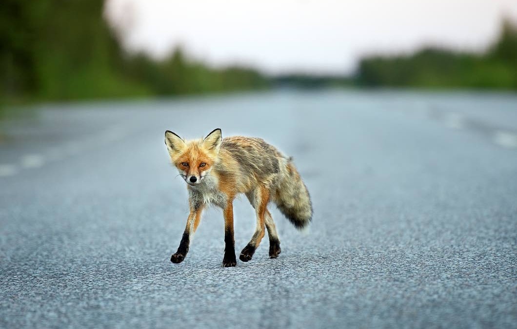 Listiga skabbräven har gömt sig i två veckor – Kommunen letar fortfarande