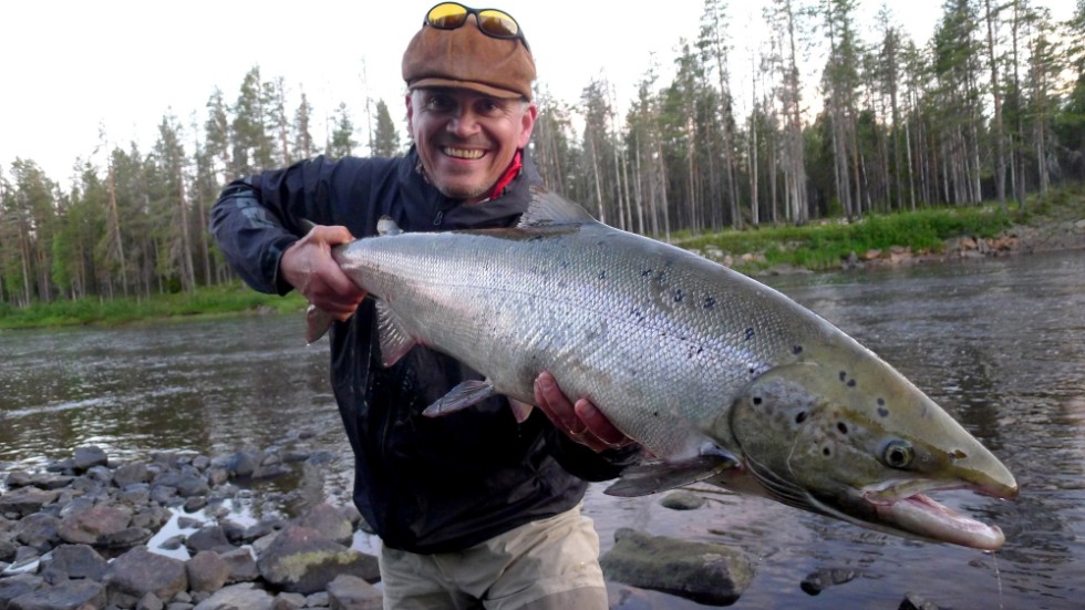 Vildlaxen i Norrbotten hotas när Finland trotsar fiskestopp