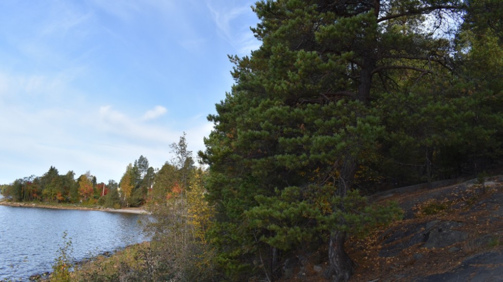 Skellefteås gröna lunga: ”Boende ska ha nära och det ska vara ...