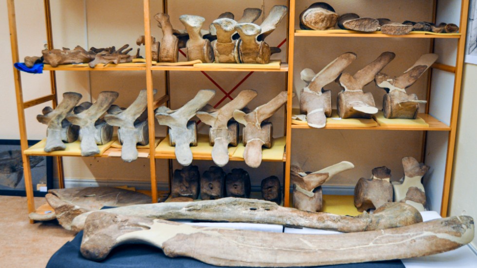 Bönderna hittade "ben från jätte" på 1840-talet – forskas om än idag ...