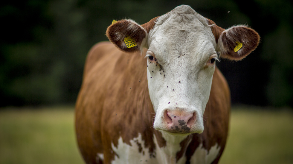 INSÄNDARE: Regeringens förslag är kränkande mot Astrid Lindgren!
