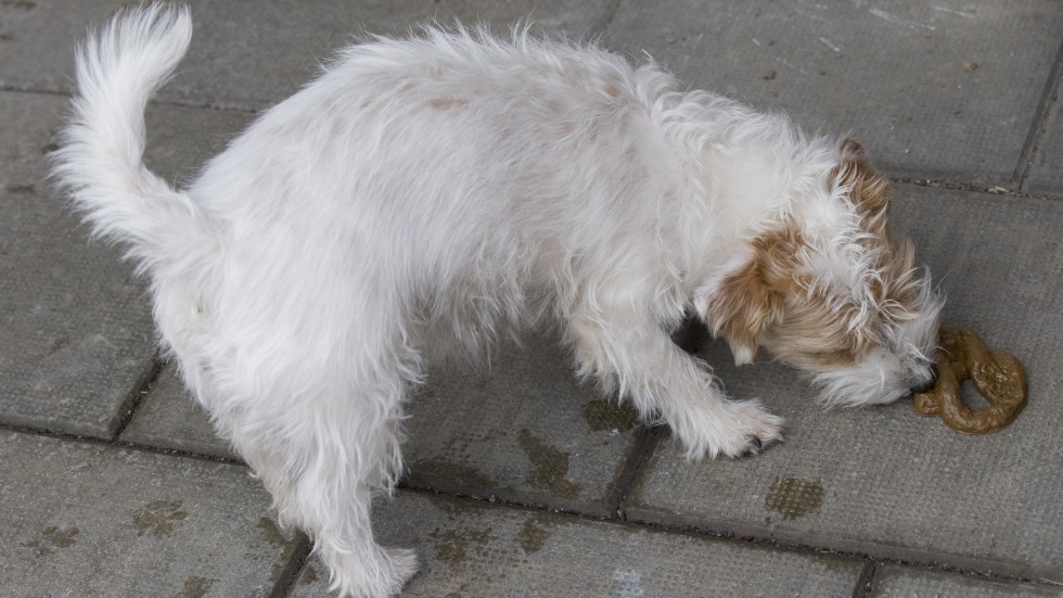 Polisanmälan: "Låter hunden bajsa och kissa på altanen"