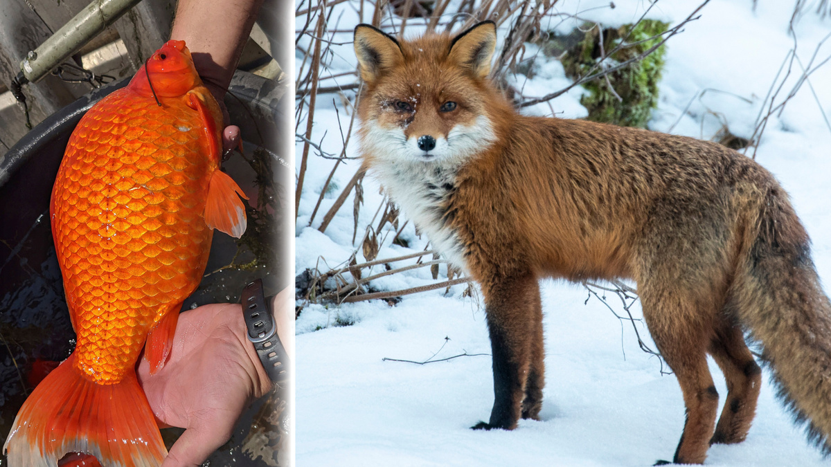 Guldfiskar hotade vattendragen – rävar och råttor blev räddningen