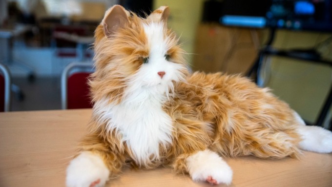 Succé för katten som hittat hem på Storängsgården Blev snabbt populär ...