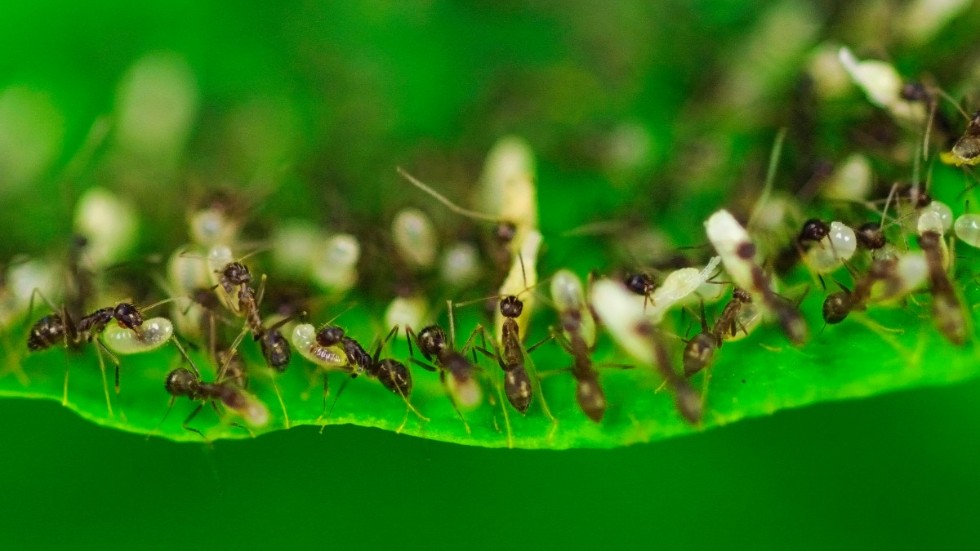 Studie: Myror lika bra som gifter mot skadedjur