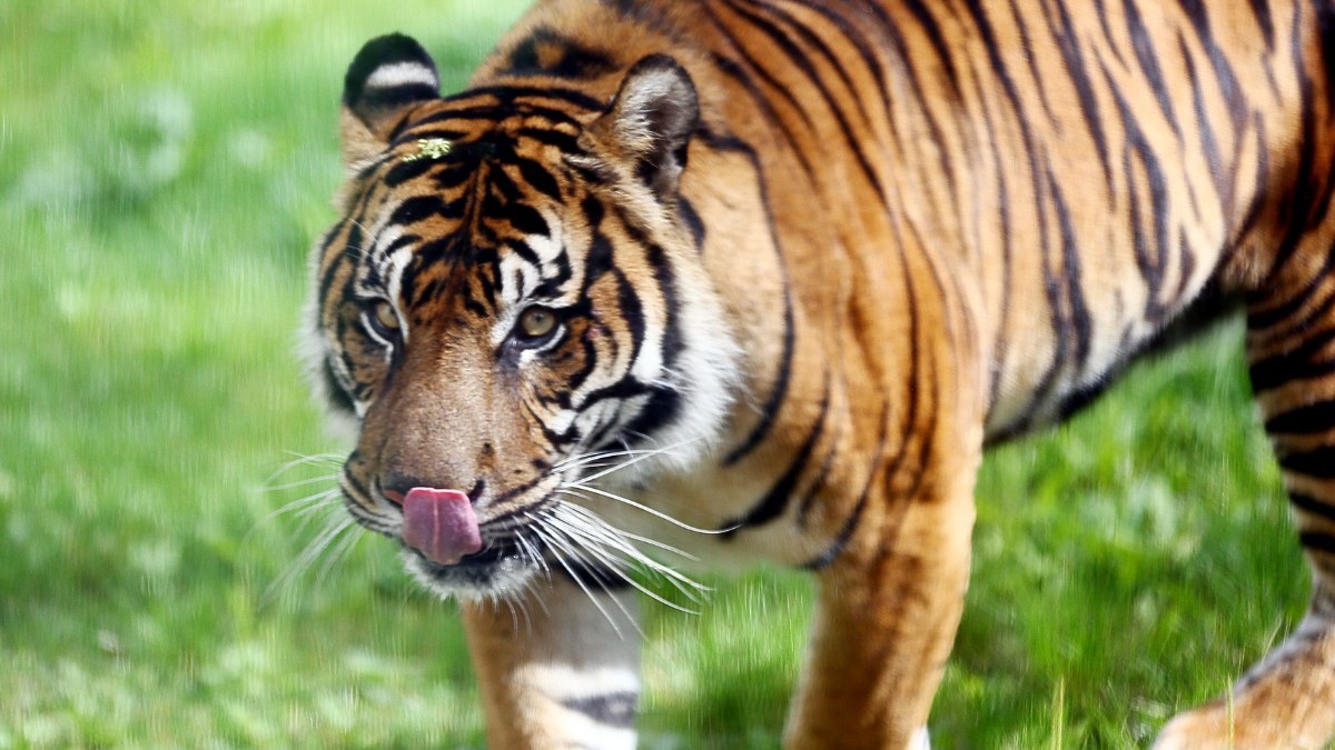 Ny Sumatra-tiger och sandkatt i Parken zoo