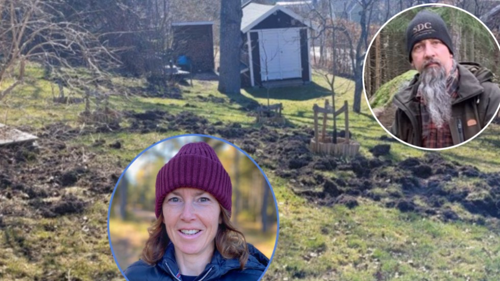 Så går vildsvinsjakten i Mariefred: "Hade problem med vinden"