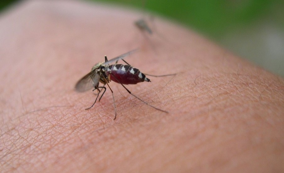 Martina har kämpat mot aggressiv mygga i två decennier