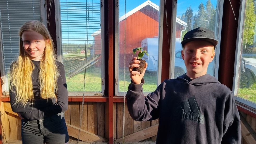 Burträsksyskonens sommarjobb – odling: ”Egna morötter är godast”
