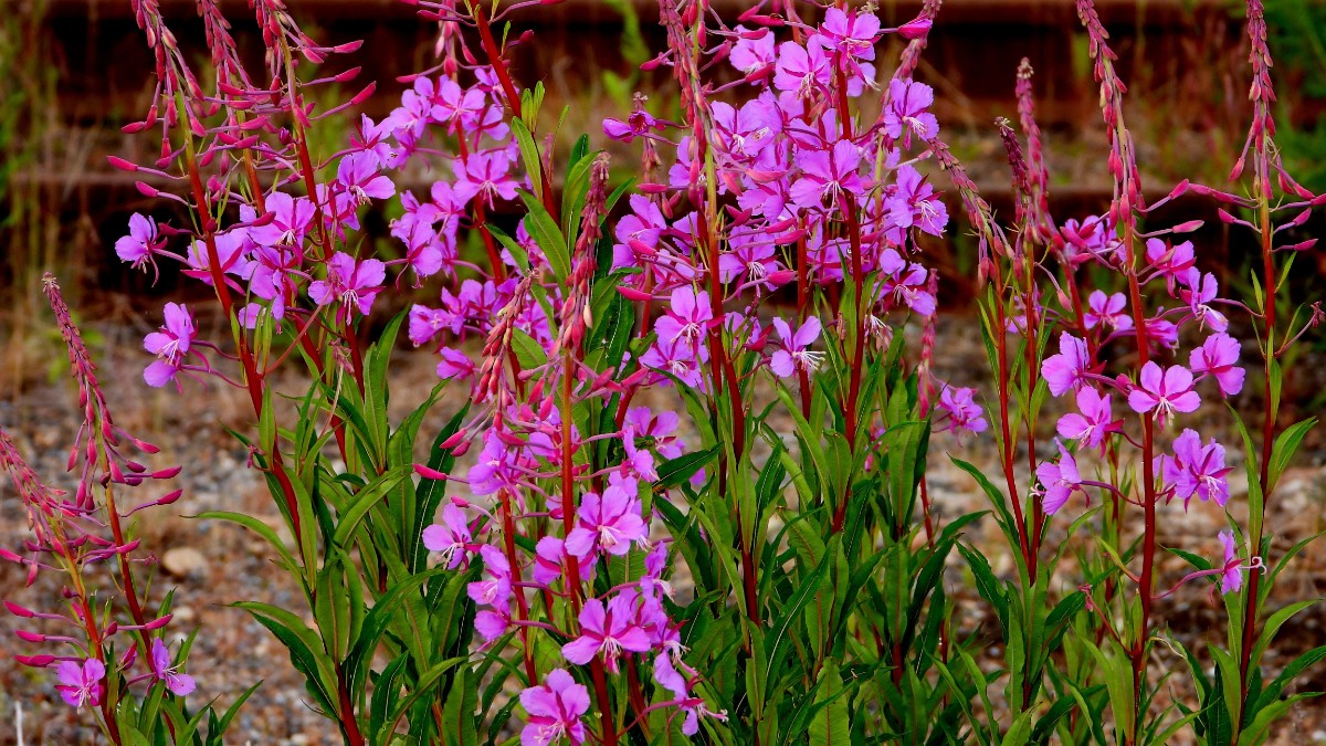 Vad kallar du den? Rallarros, mjölkört, brudfackla eller kanske rävrumpa?