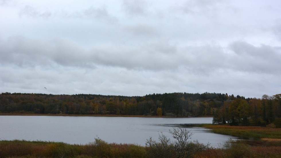 Planen: Därför ska de fiska upp 80 ton vitfisk ur sjön