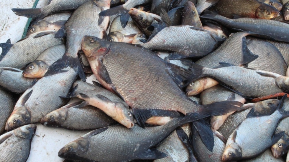 Vill ha 17,7 miljoner – för att fiska: "Kan bli bra matfisk"