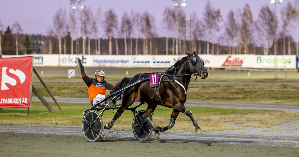 Olly Håleryd vann V75-lopp förkrossande överlägset
