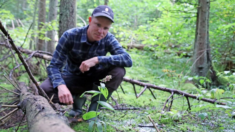 Kriminella ligor på jakt – efter sällsynta arterna i länet