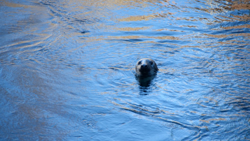 VIDEO: Här dyker en (säl)lsynt gäst upp i strömmen – och åt lunch