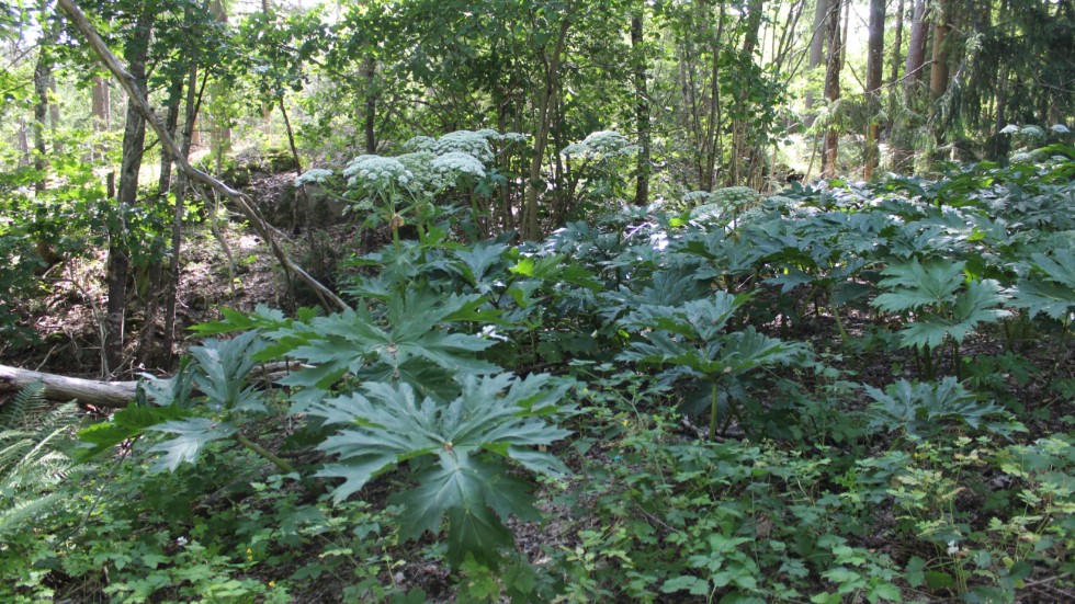 Han vill ha bort skadliga växten – men det lär dröja