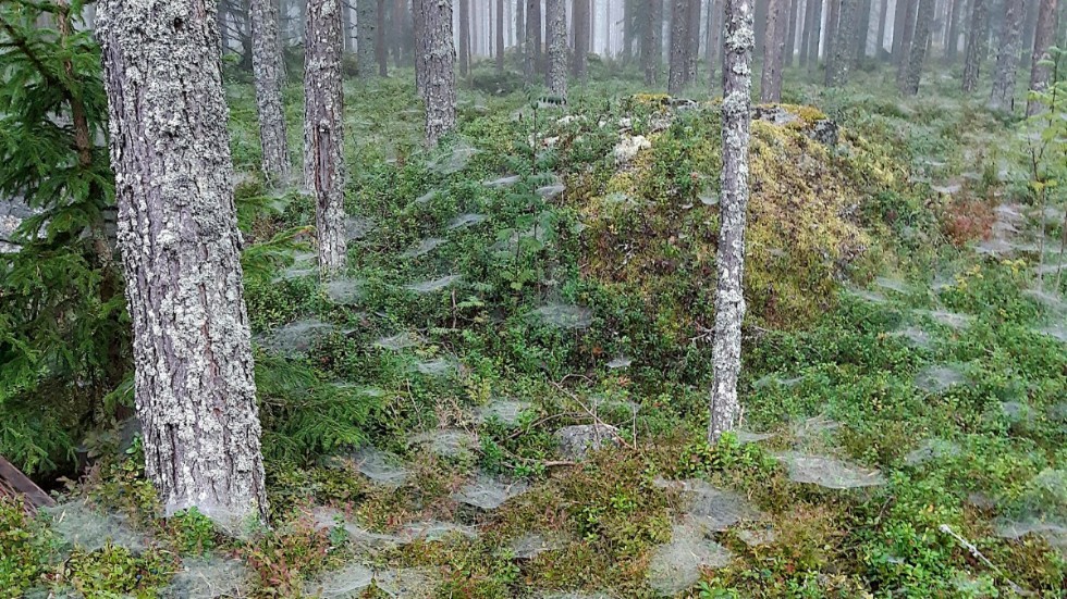 Läsarbilden: Trolskt i skogen i Jävrebodarna