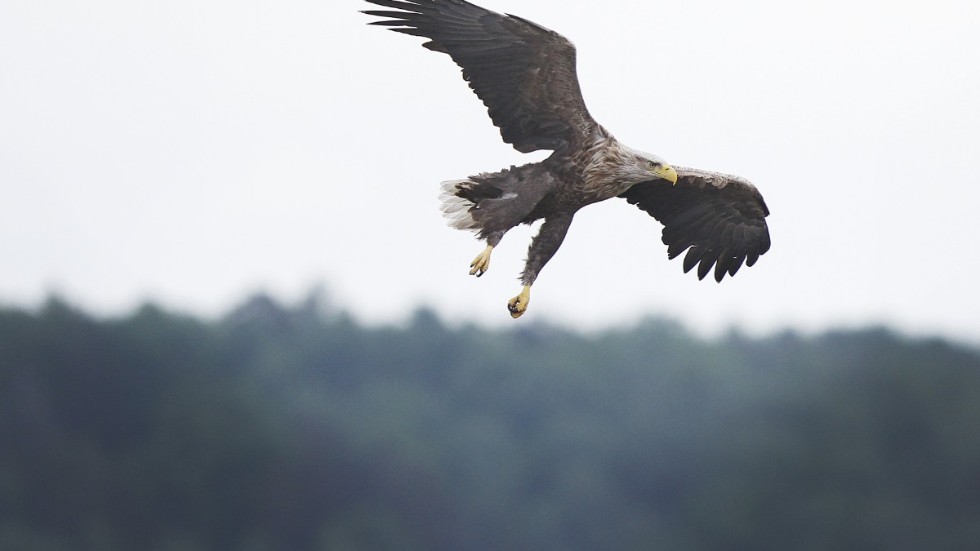 Död havsörn i Regna skickas för obduktion i Stockholm – är "statens vilt"