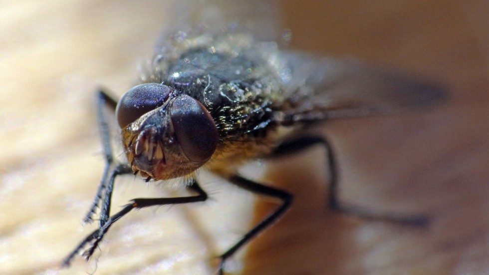 Flugor – den verkliga sommarplågan • ”Vill undersöka om det är något ...