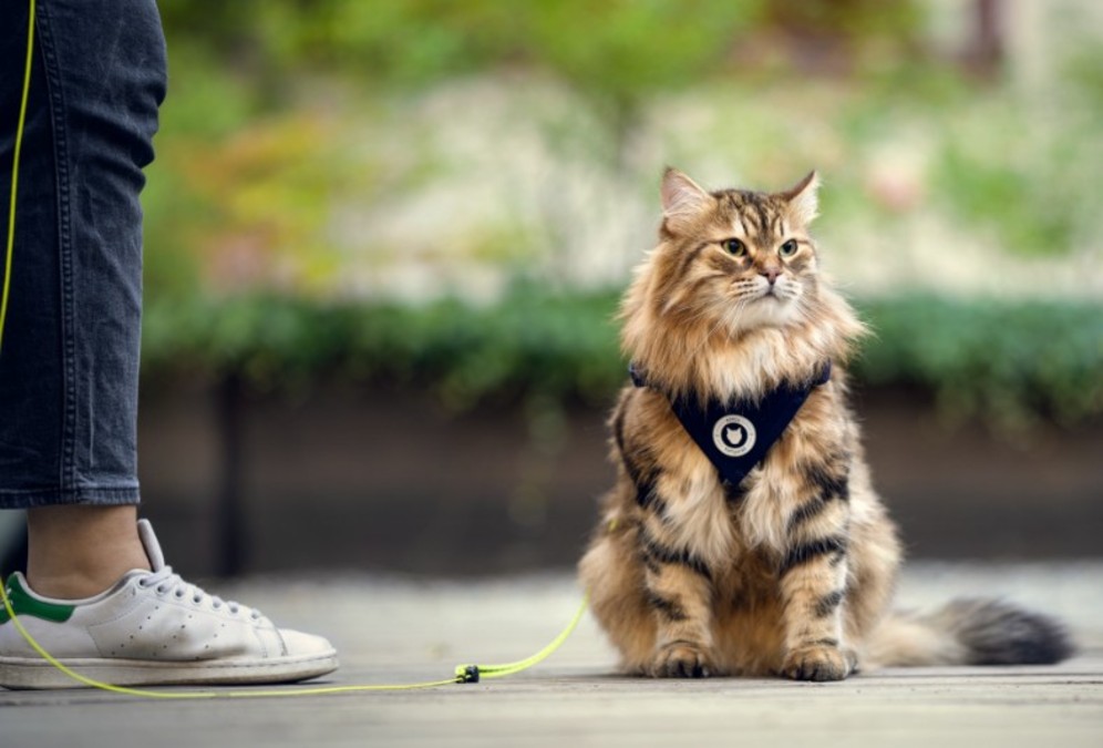 13 000 katter satte nytt rekord