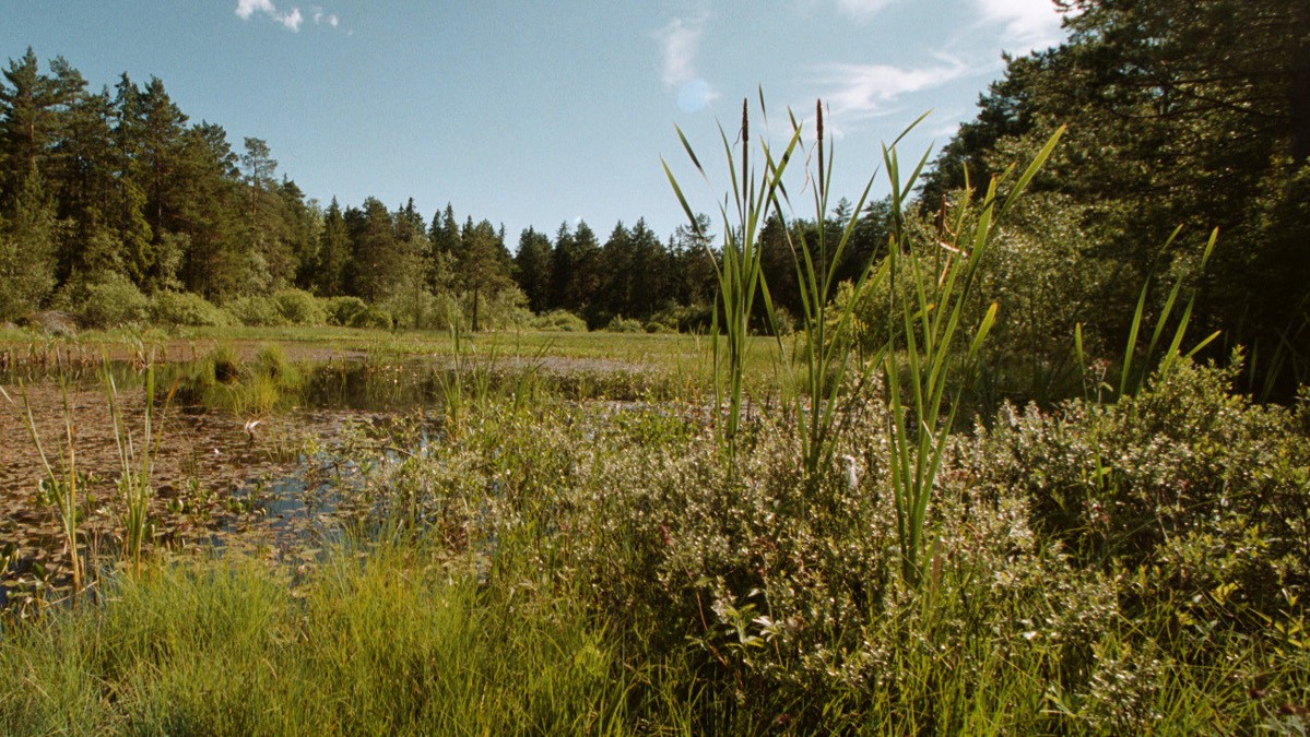 DEBATT: Skydda Lunsen och Stordammen när Uppsala växer