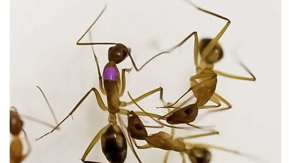 Myror kan utföra avancerad kirurgi