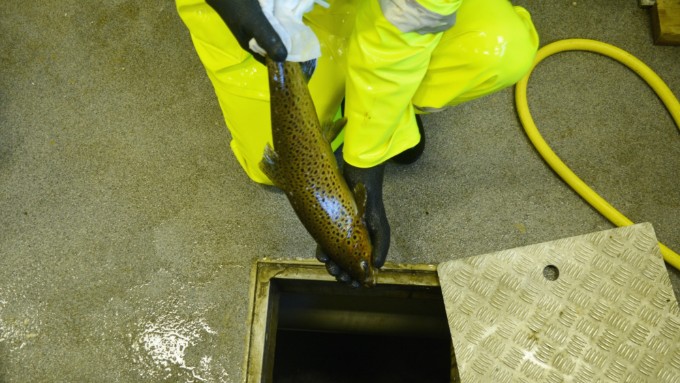 Hur går det till att klippa fettfenan på odlad fisk? De som jobbar på ...